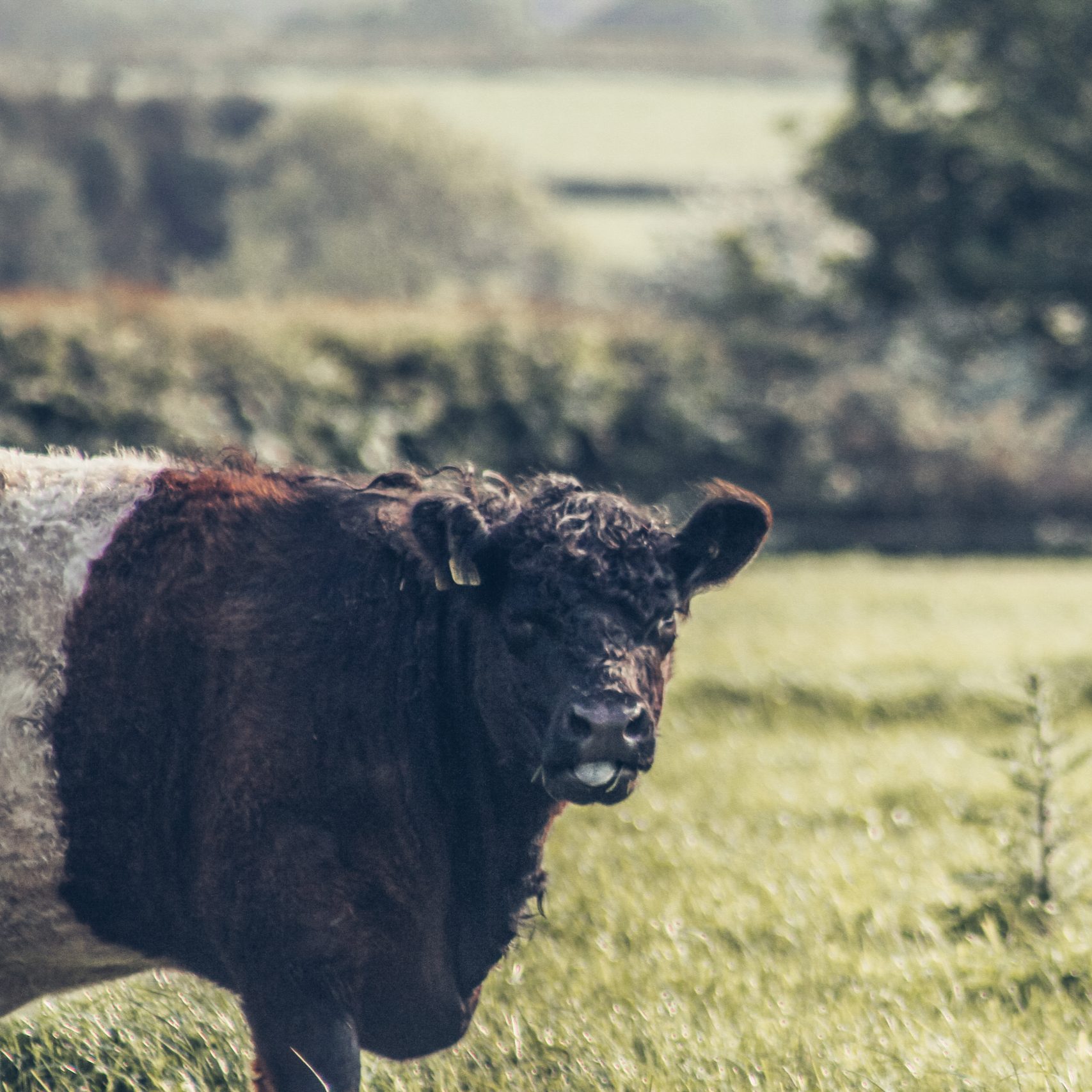 about us – Edge Butchers